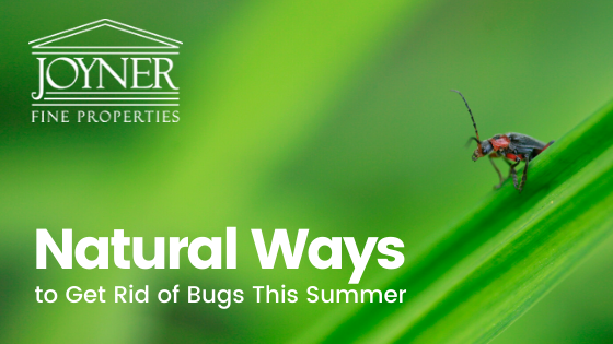 Natural Ways to Get Rid of Bugs This Summer | Joyner Fine Properties